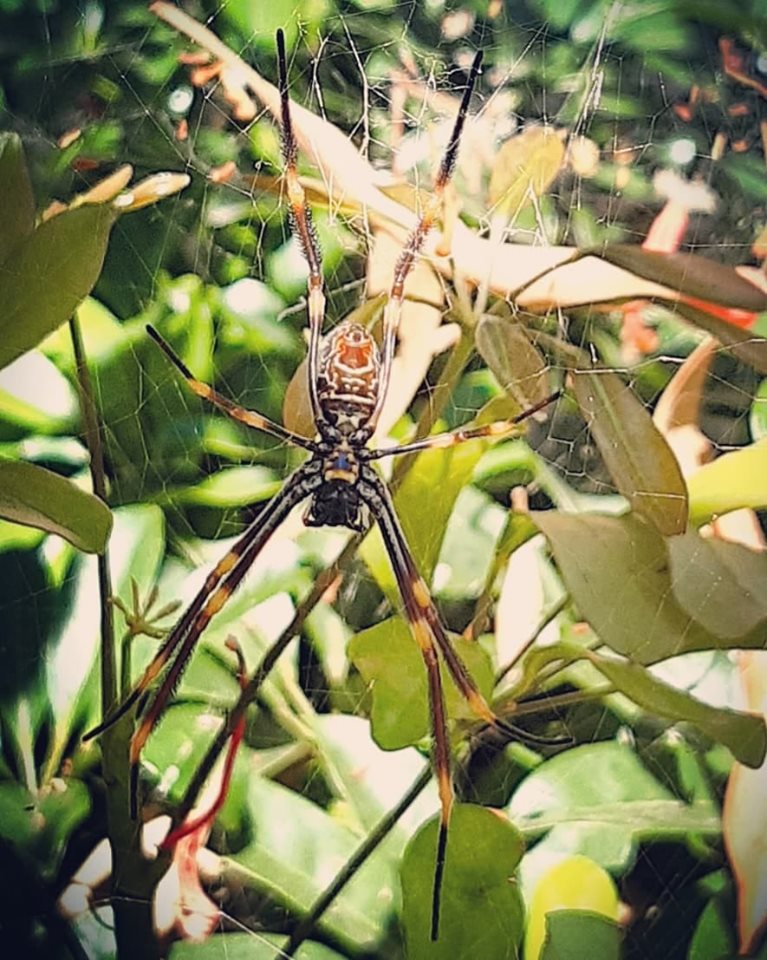 🕷SINGING THE SPIDER🕷 – Deep Earth Dreaming